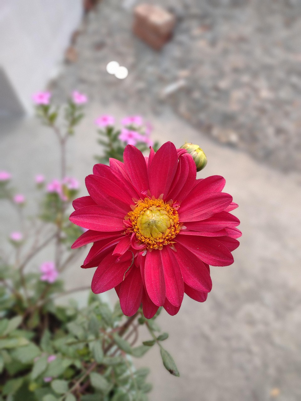Beautiful Flower Red - Free photo on Pixabay - Pixabay