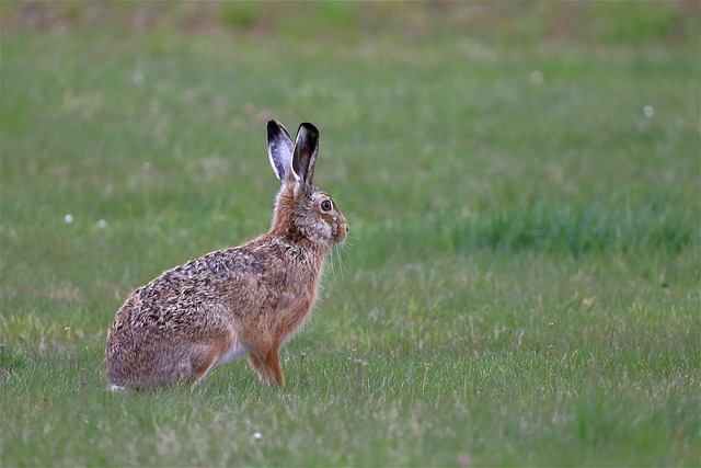 Hase Langohr Kaninchen-Ohren - Kostenloses Foto auf Pixabay - Pixabay
