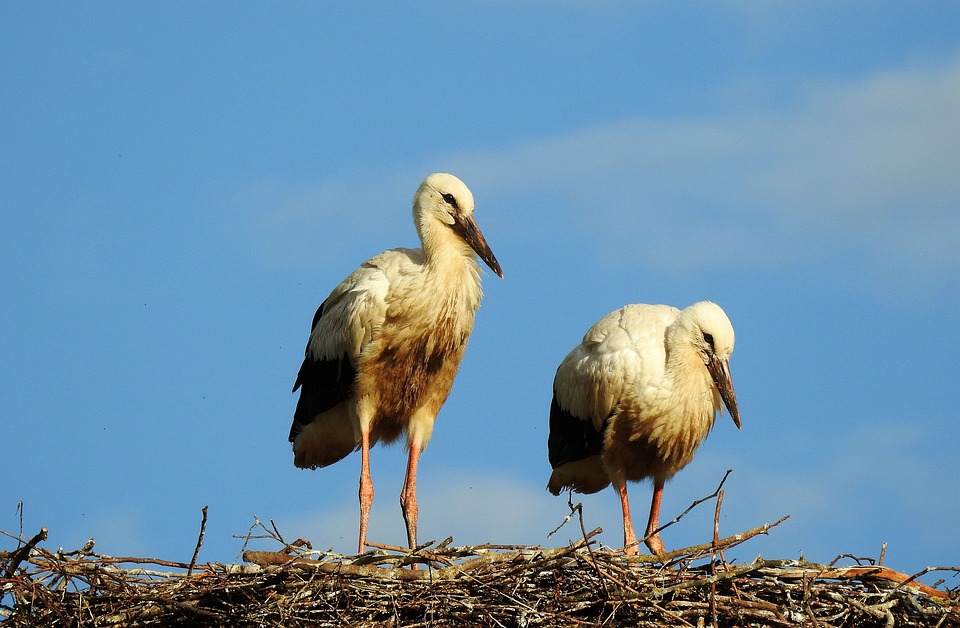 Cigognes Des Oiseaux Nid - Photo gratuite sur Pixabay - Pixabay