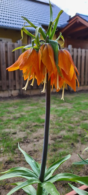 Imperial Crown Flower Plant - Free photo on Pixabay - Pixabay