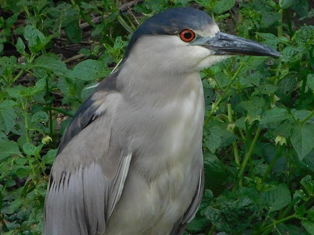 Nycticorax Lintu Harmaahaikara - Ilmainen valokuva Pixabayssa - Pixabay