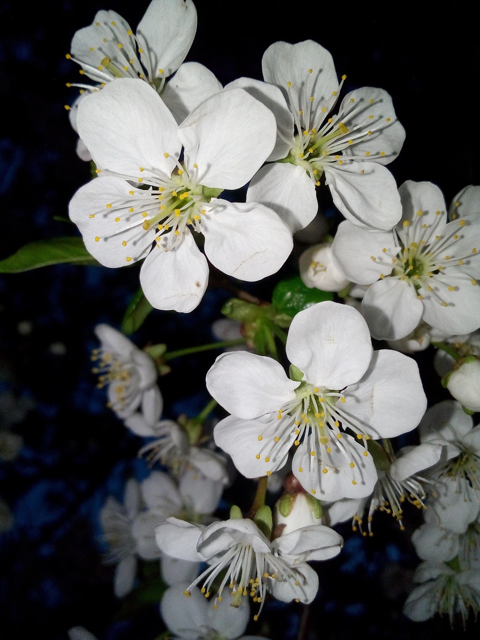 Imágenes De Flores De Color Rosa Cereza