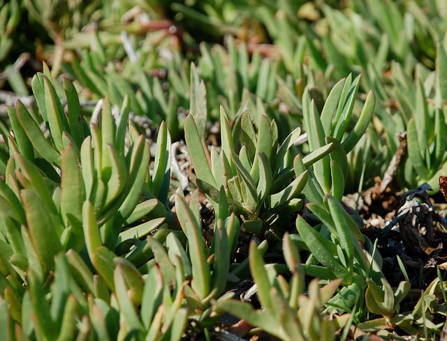 Babosa Suculento Planta - Foto gratuita no Pixabay - Pixabay