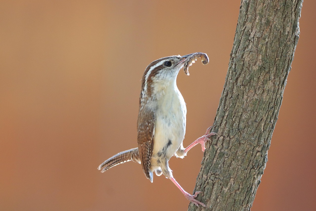 1,000+ Free Carolina Wren & Wren Images - Pixabay