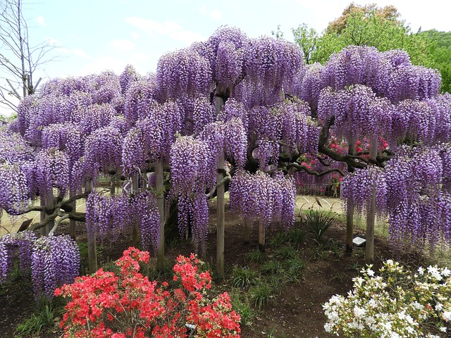 Wisteria Auf Deutsch