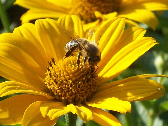 Ensemble Jaune Ensoleillé Insecte - Photo gratuite sur Pixabay - Pixabay