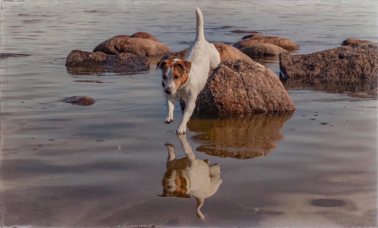 Chiens Animaux Chien - Photo gratuite sur Pixabay - Pixabay