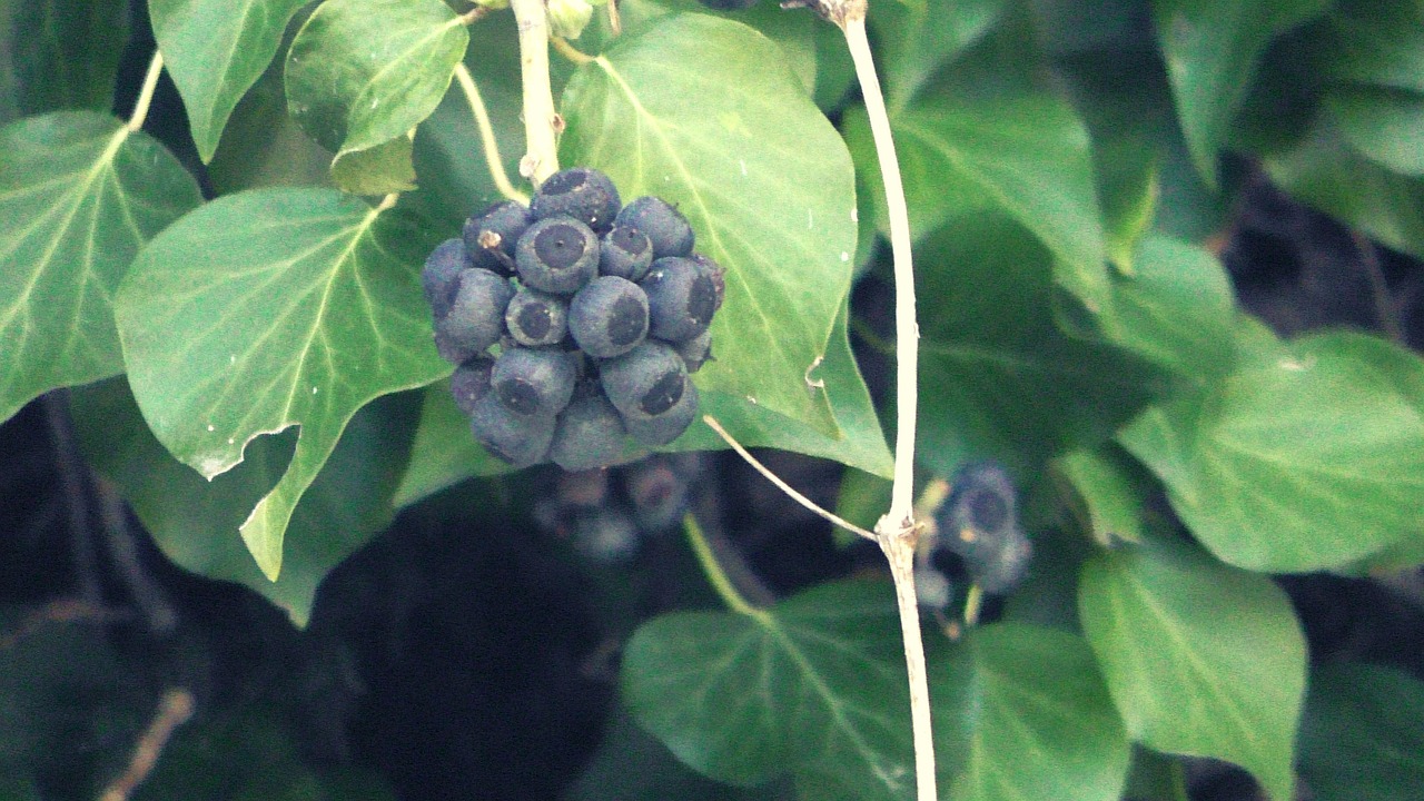 Fructe De Padure Iederă - Fotografie gratuită pe Pixabay - Pixabay