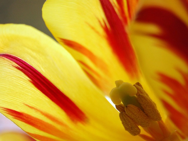 Tulipán Amarillo Primavera Pascua - Foto gratis en Pixabay