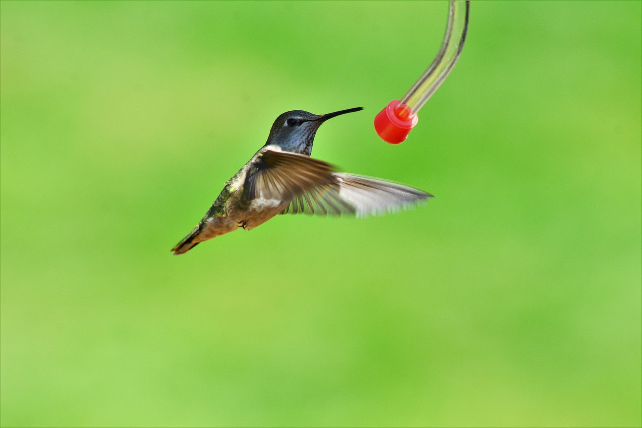 Female Annas Hummingbird Bird - Free photo on Pixabay