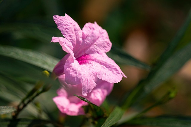 Ruellia Bunga Tanaman Merah - Foto gratis di Pixabay - Pixabay