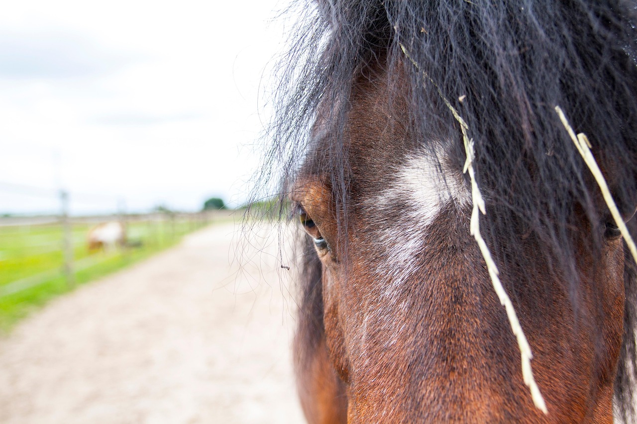 Pony Pferde Tiere - Kostenloses Foto auf Pixabay - Pixabay