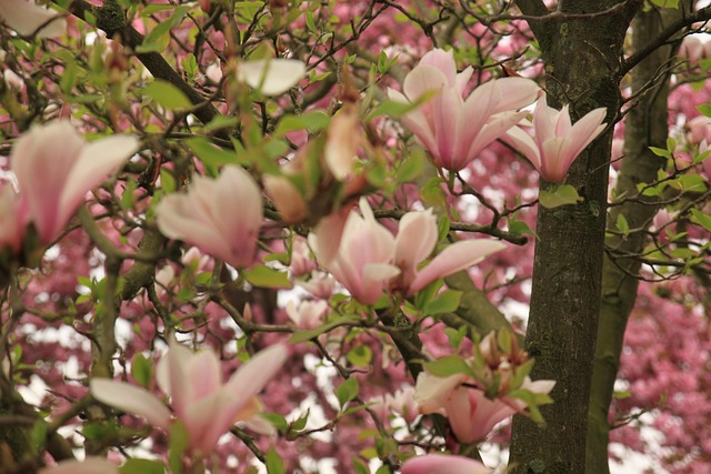 Magnolia Puu Luonto - Ilmainen valokuva Pixabayssa - Pixabay