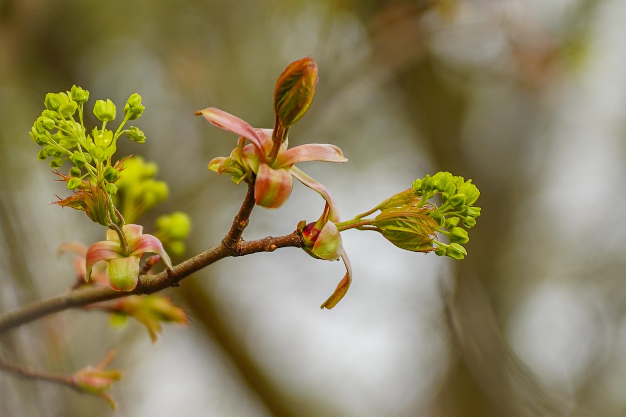 Maple Blossom Buds Tree - Free photo on Pixabay - Pixabay
