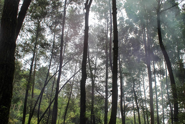 Natureza Verde Pinho - Foto gratuita no Pixabay - Pixabay