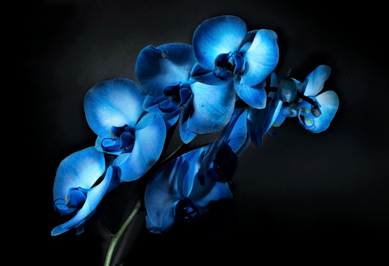 Orquídea Azul Flores Ainda Vida - Foto gratuita no Pixabay - Pixabay