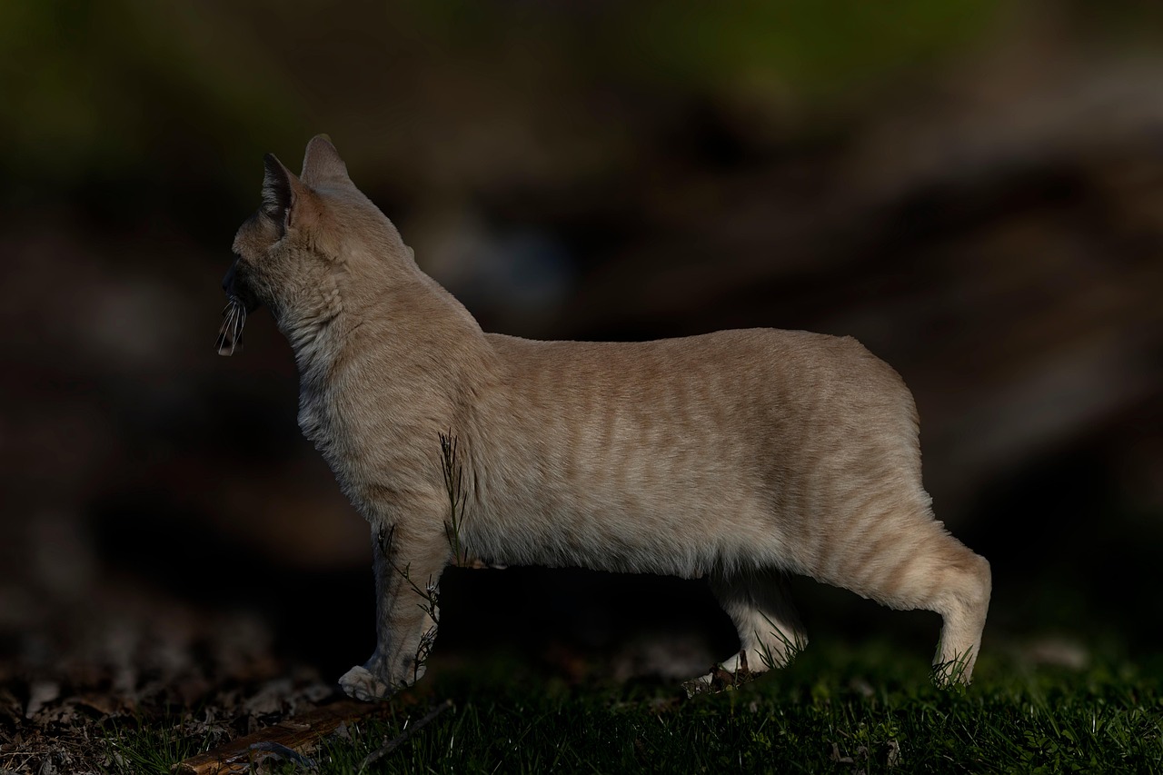 Meow Cat Free Photo On Pixabay Pixabay