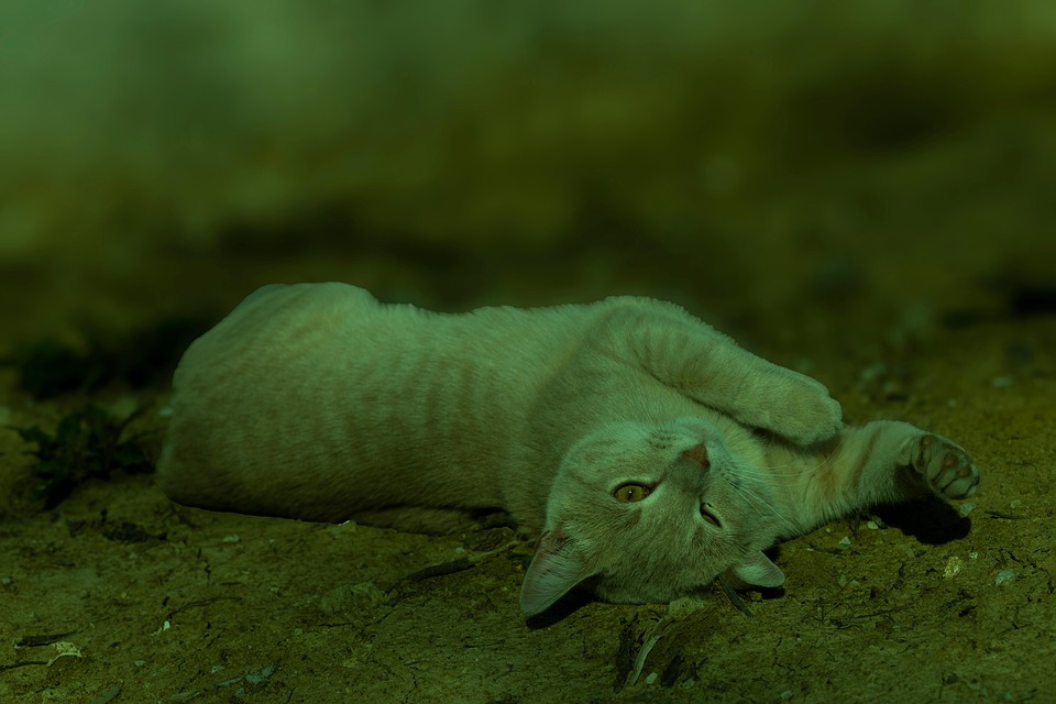 Sleeping Cat Lay Nose Free Photo On Pixabay Pixabay