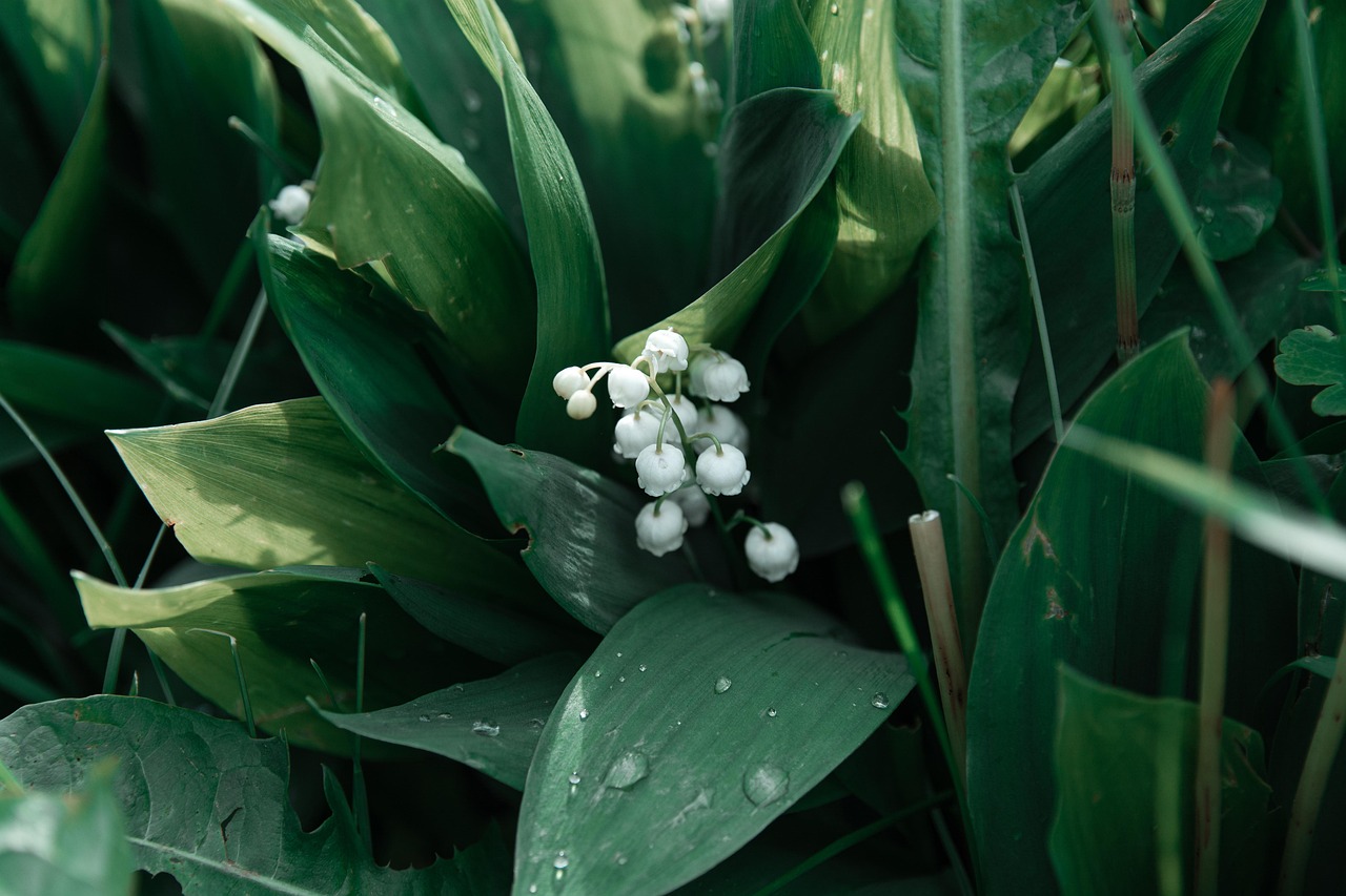 Lily Lembah Tanaman Bunga - Foto gratis di Pixabay - Pixabay