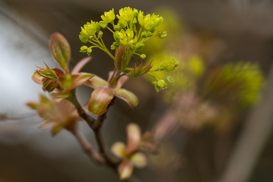Maple Flowers Buds - Free photo on Pixabay
