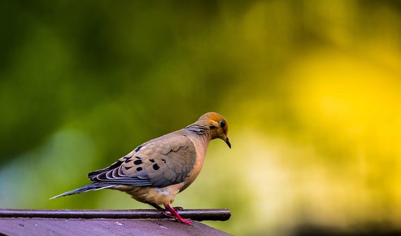 Mourning Dove Nature Bird - Free photo on Pixabay