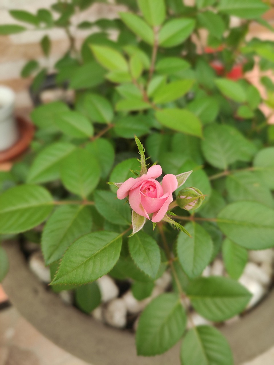 Mawar Rose Bush Warna Merah Jambu - Foto gratis di Pixabay - Pixabay