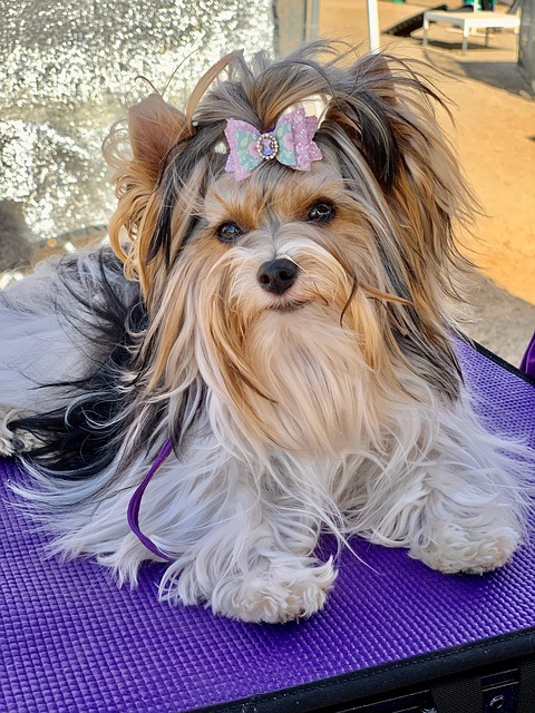 Biewer Terrier York - Free photo on Pixabay - Pixabay