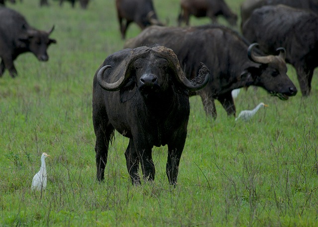 Buffalo Animal Safari Cape - Free photo on Pixabay