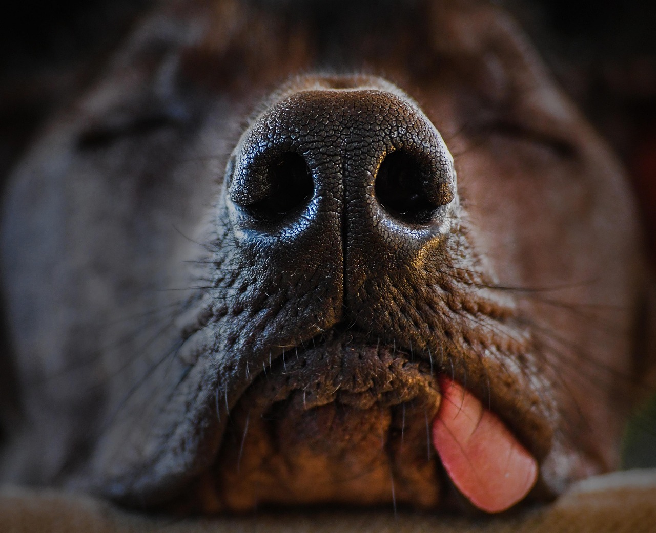 Anjing Nos Lidah Sedang - Foto gratis di Pixabay - Pixabay