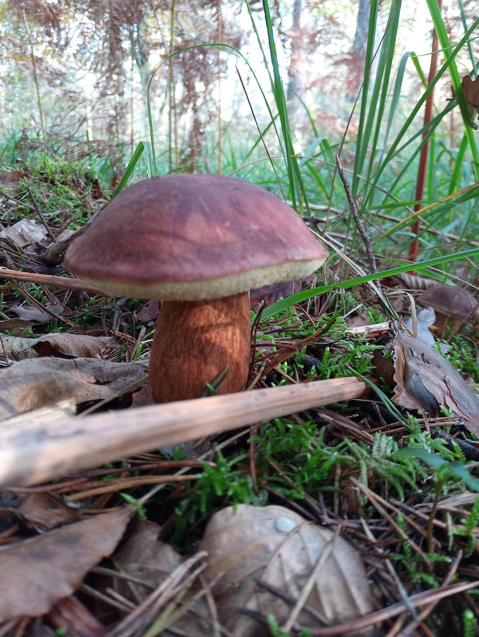 Boletus Bay Bolete - Free photo on Pixabay - Pixabay