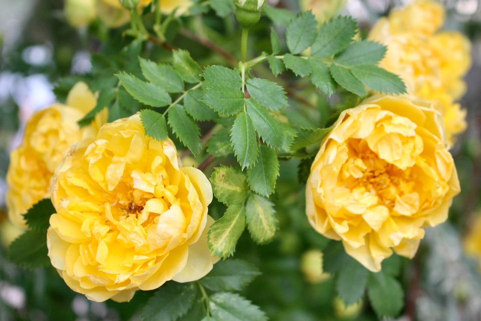 Des Roses Jaune Floraison - Photo gratuite sur Pixabay - Pixabay