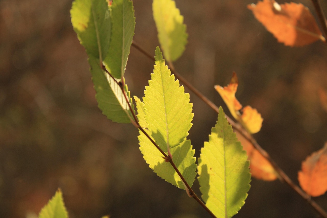Feuilles Direction Générale De La - Photo gratuite sur Pixabay - Pixabay