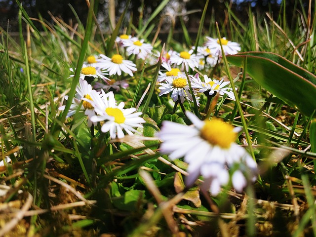 Alam Bunga-Bunga Padang Rumput - Foto gratis di Pixabay - Pixabay