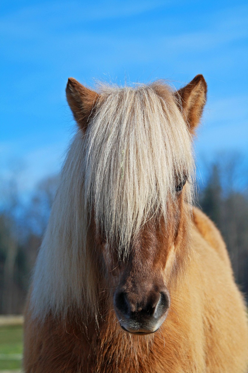 Isländer Pferd Islandpferd - Kostenloses Foto auf Pixabay