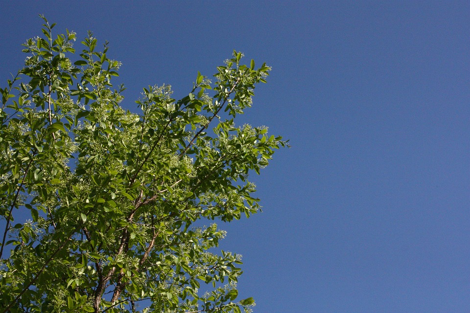 Arbre Ciel - Photo gratuite sur Pixabay - Pixabay
