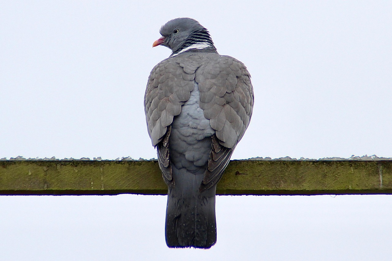 Colombe Oiseau La Faune - Photo gratuite sur Pixabay - Pixabay