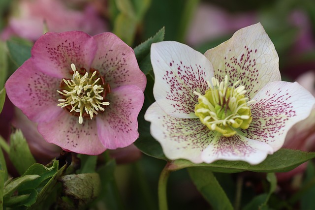 Christmas Rose Flower Plant - Free photo on Pixabay - Pixabay