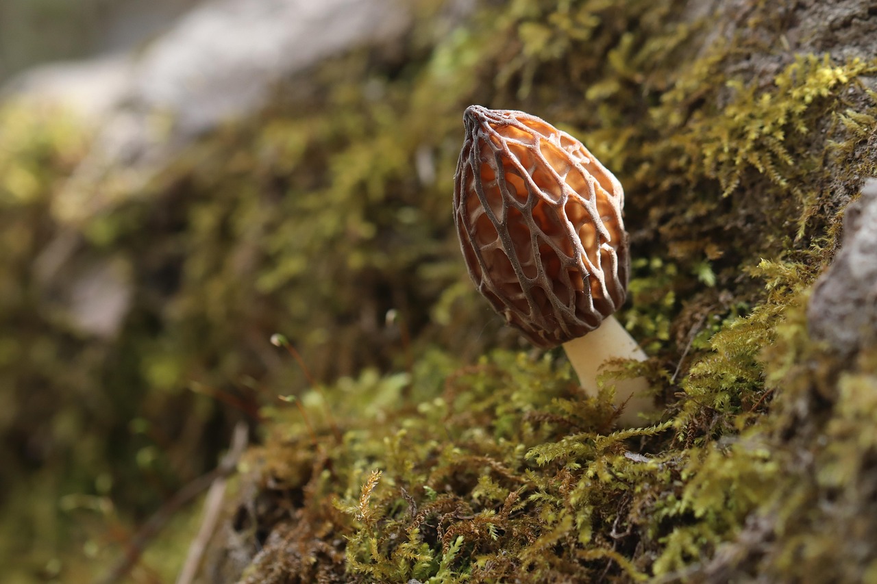 Morille Champignon Nature - Photo gratuite sur Pixabay - Pixabay