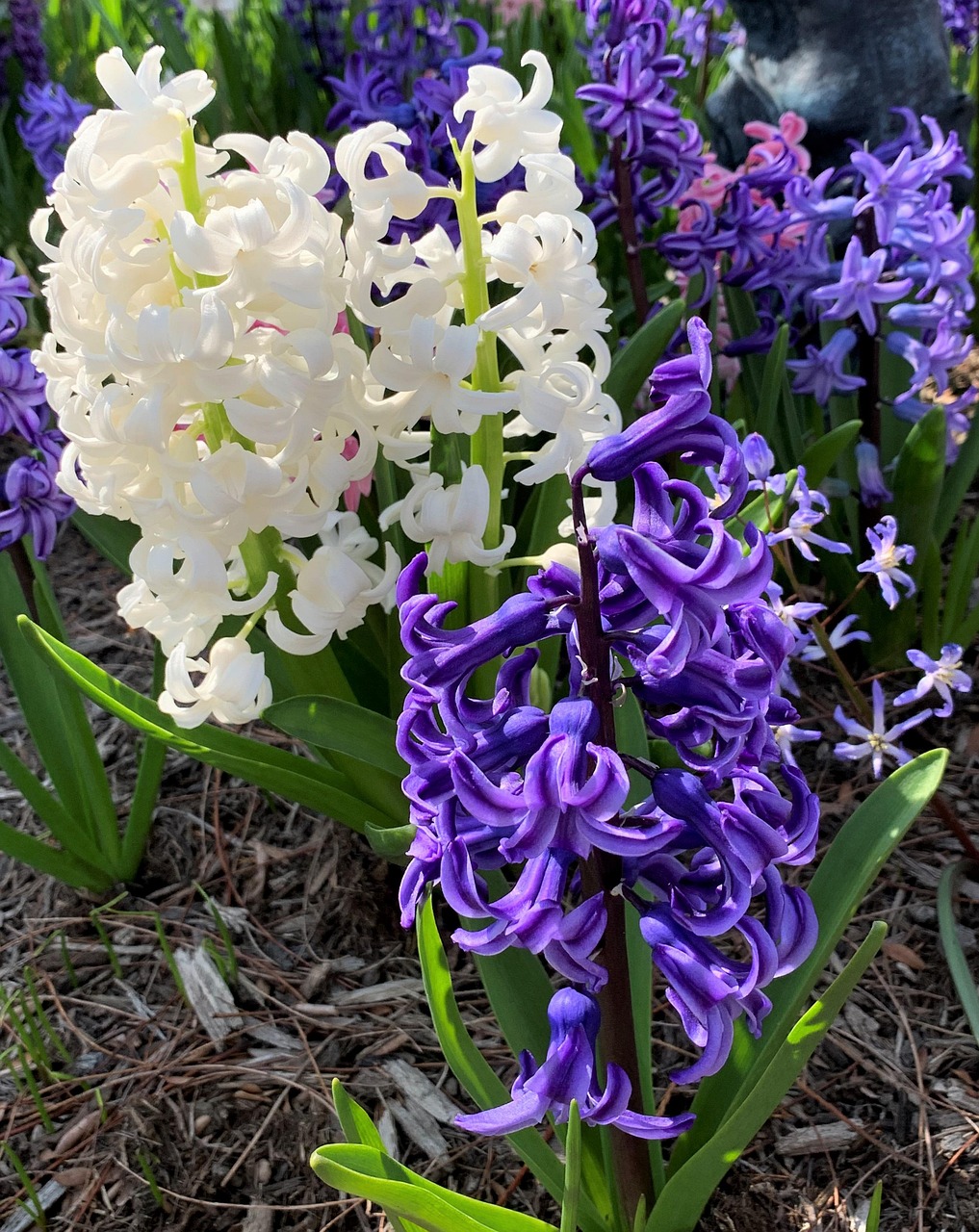 Hyacinths Flowers Purple - Free photo on Pixabay - Pixabay