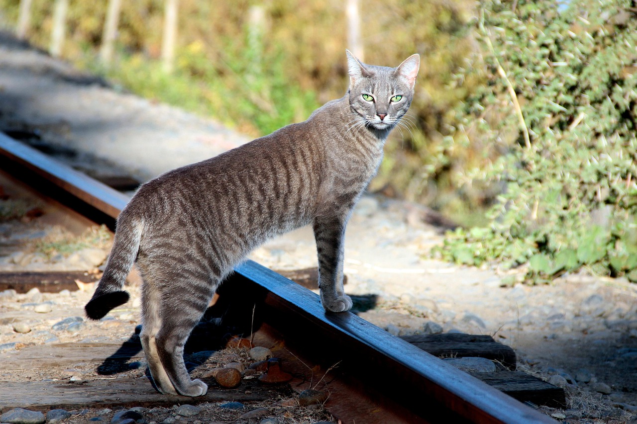 Animais Gato Felino De - Foto gratuita no Pixabay - Pixabay