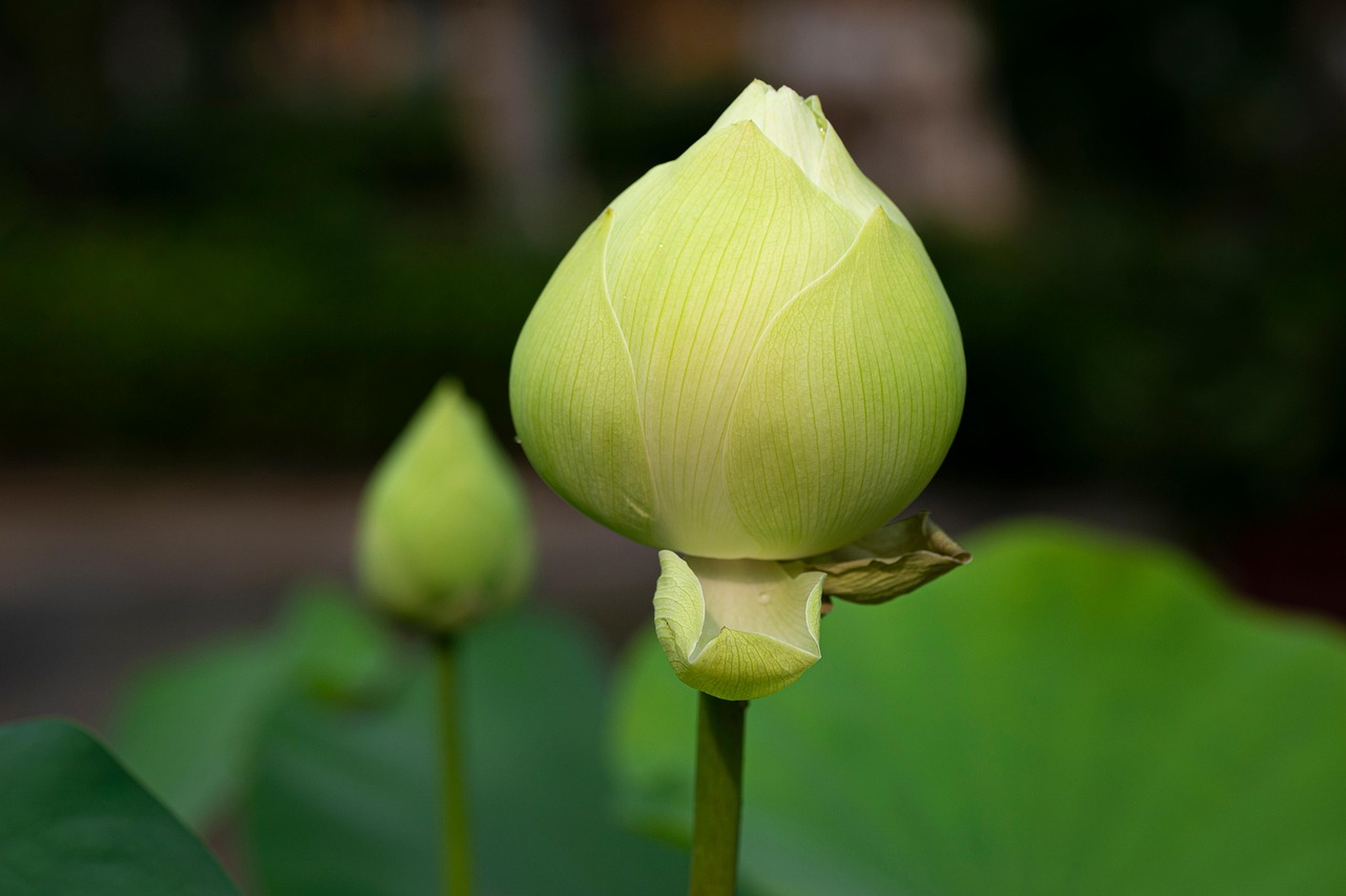 Lotus Bourgeon Fleur - Photo gratuite sur Pixabay - Pixabay