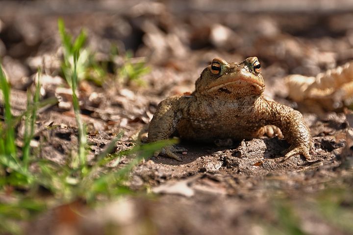 1,000+ Free Toad & Frog Images - Pixabay