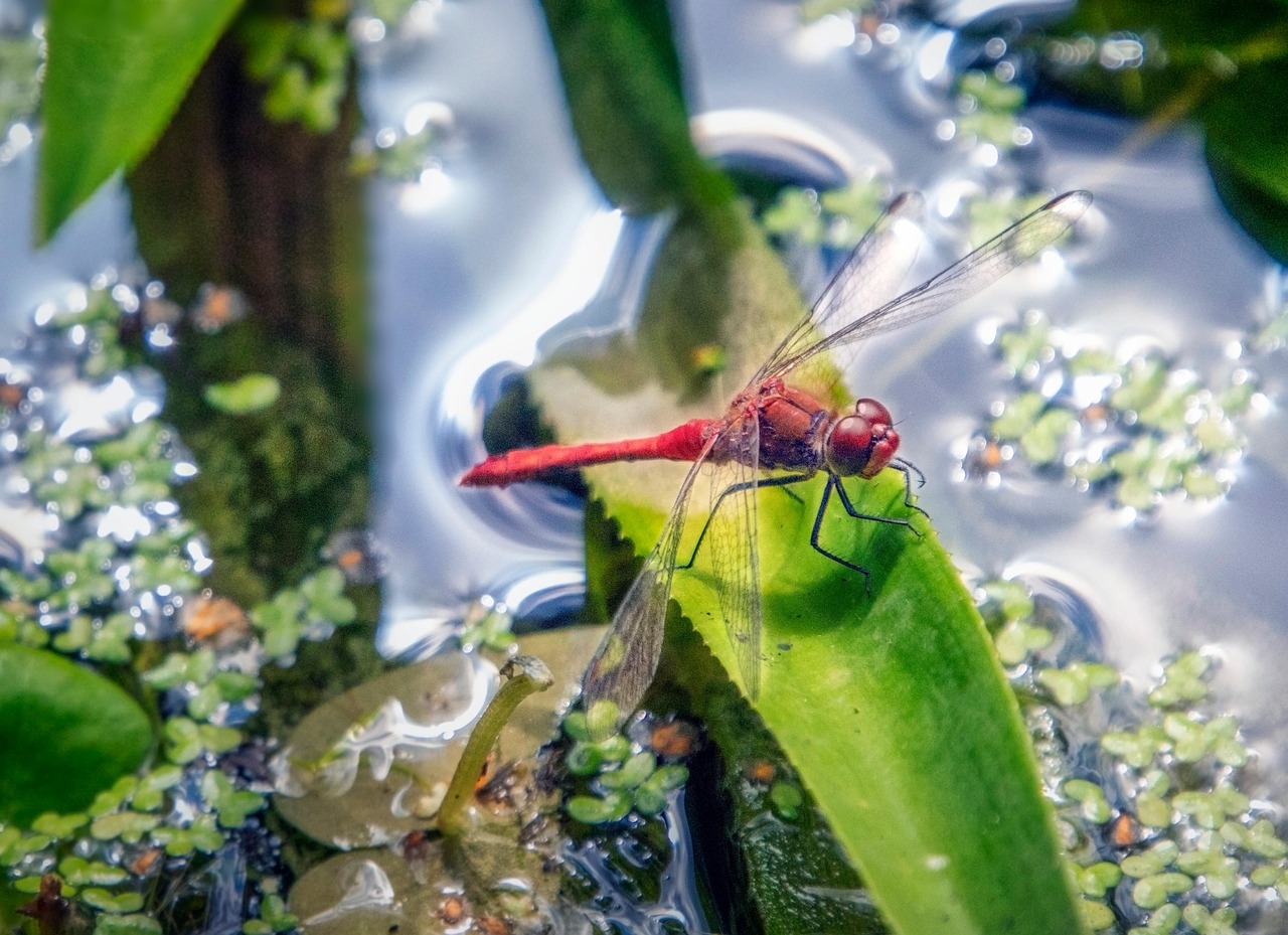 Dragonfly Insect Wings - Free photo on Pixabay - Pixabay