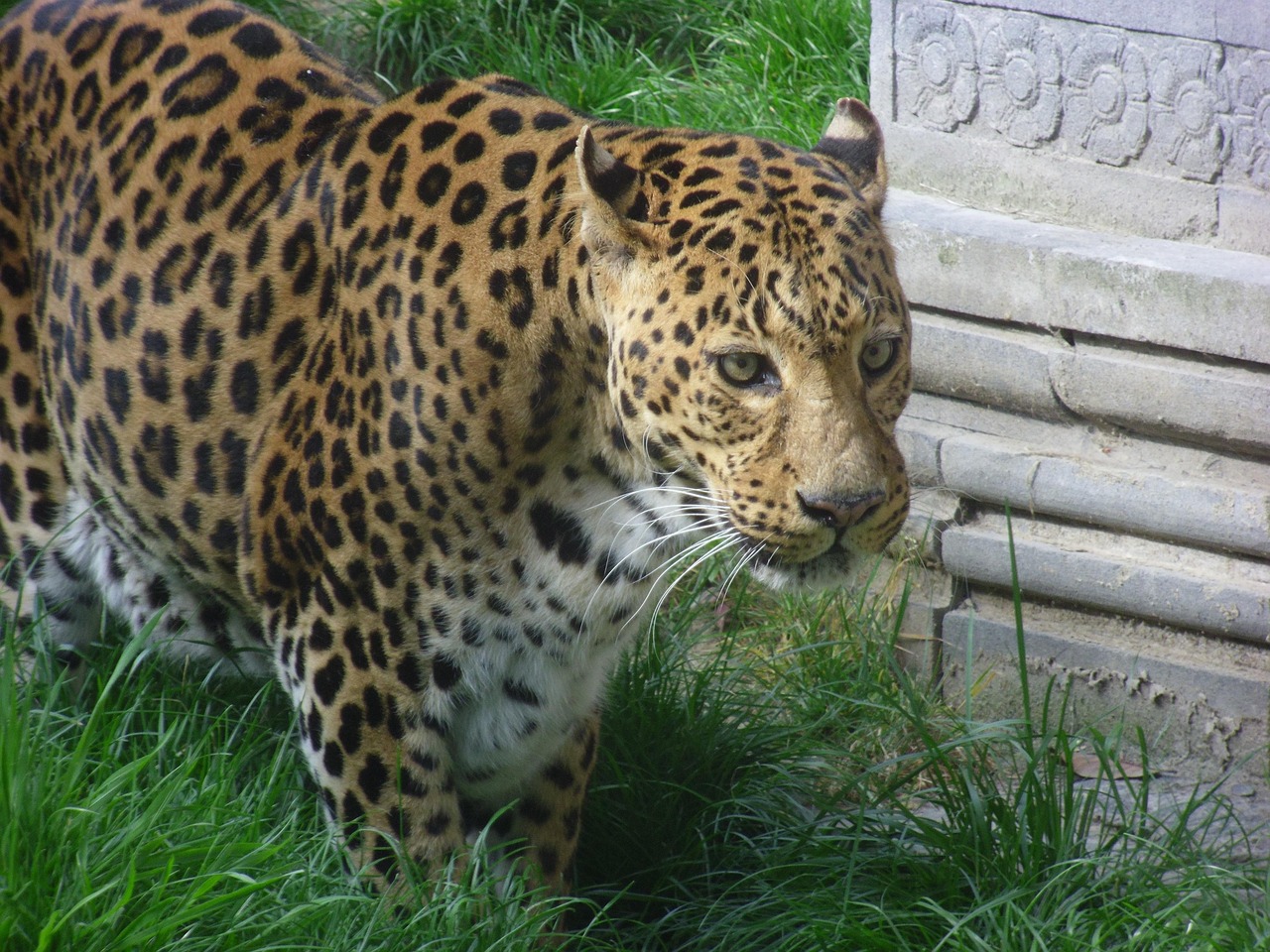 Jaguar Animals - Free photo on Pixabay - Pixabay