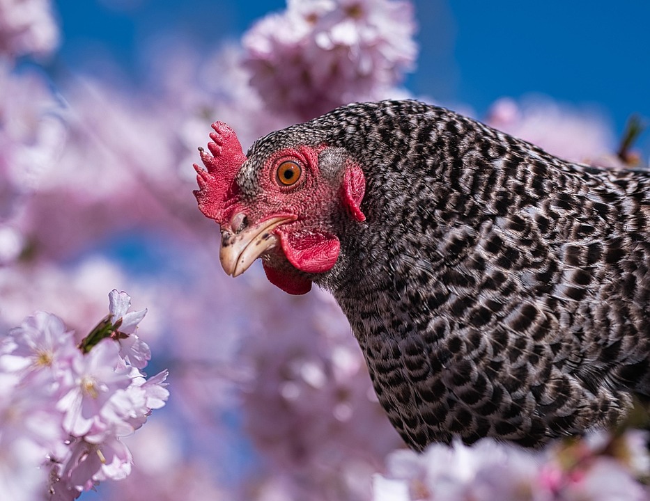 Huhn Hühner Geflügel - Kostenloses Foto auf Pixabay - Pixabay