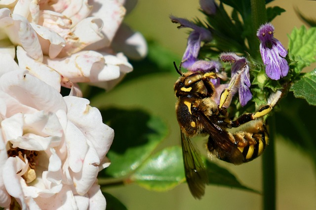 Flowers Bee Pollination - Free photo on Pixabay - Pixabay