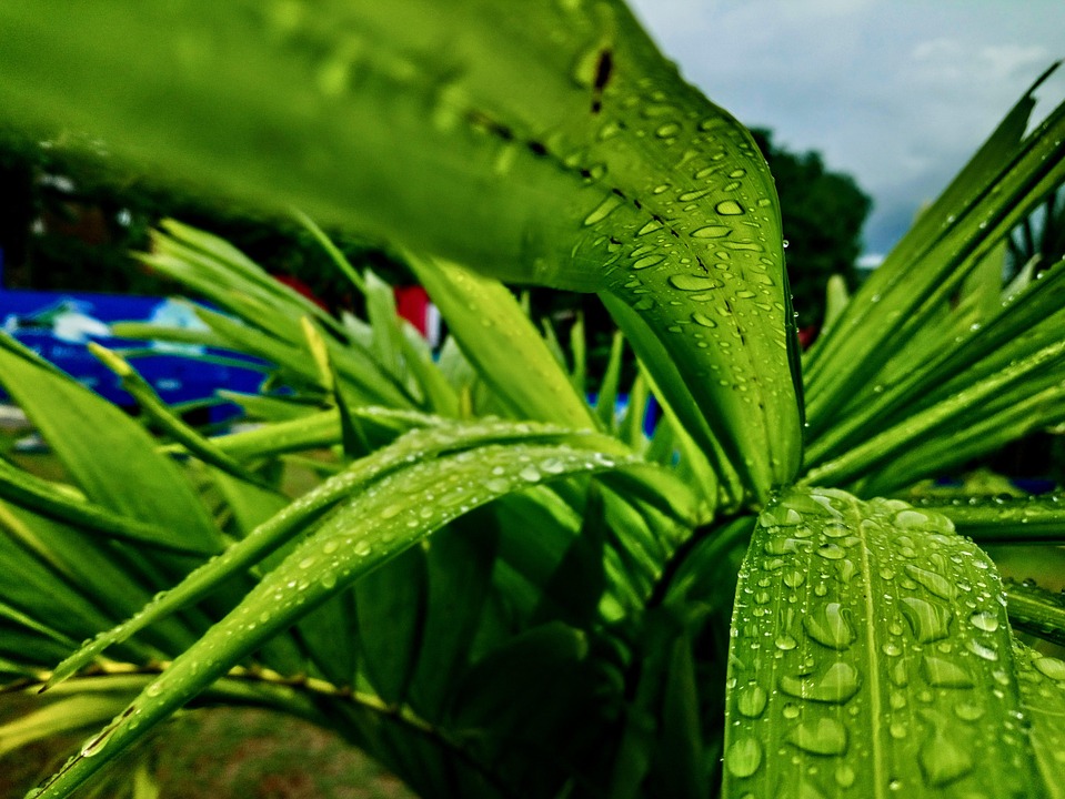 Plantelor Verde Frunze - Fotografie gratuită pe Pixabay - Pixabay