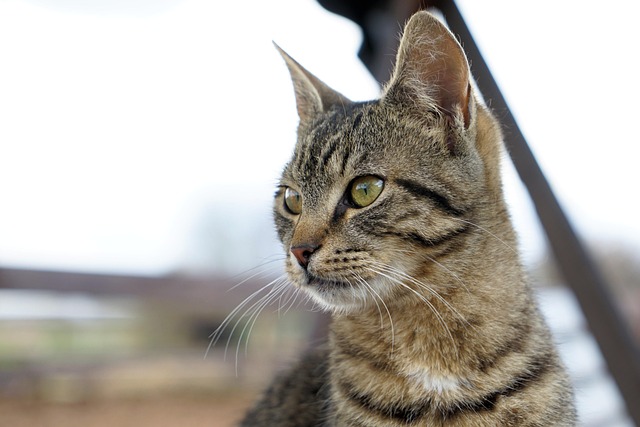 Gato Malhado Cabeça Bicho De - Foto gratuita no Pixabay - Pixabay