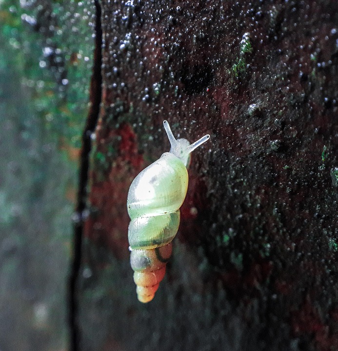 Littlesnail Snegl M - Gratis foto på Pixabay - Pixabay