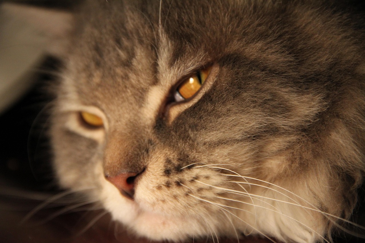 Cat Close Up Yeux De Chat - Photo gratuite sur Pixabay - Pixabay